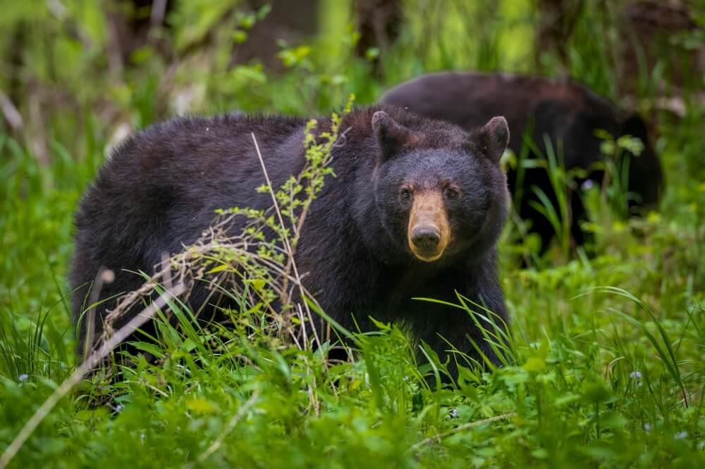 Answering Your Questions About Bears in the Smoky Mountains